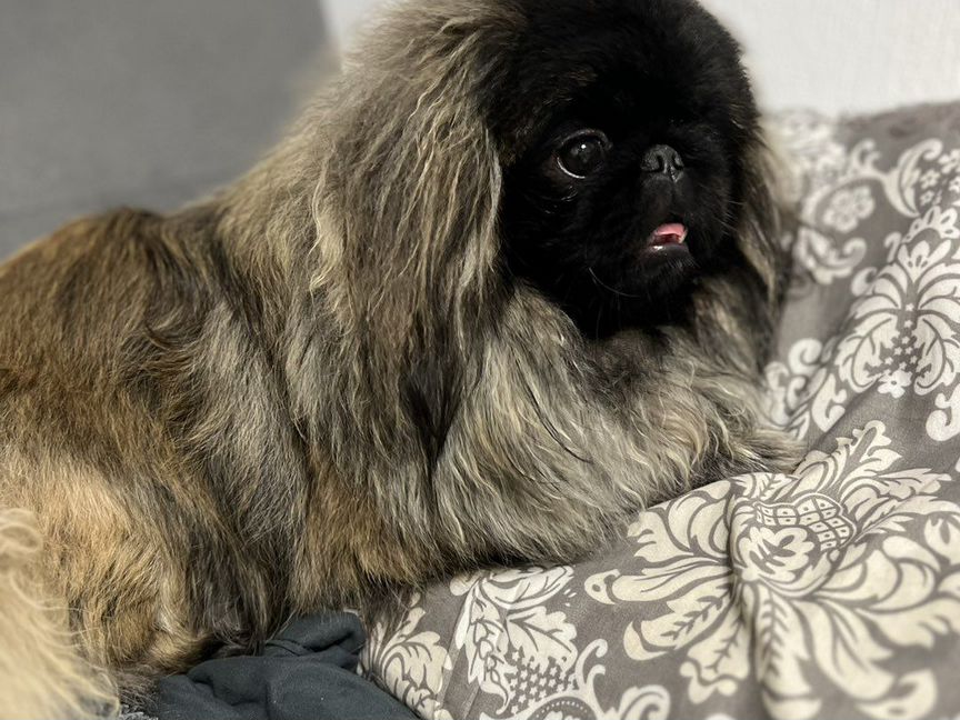 Вязка пекинес