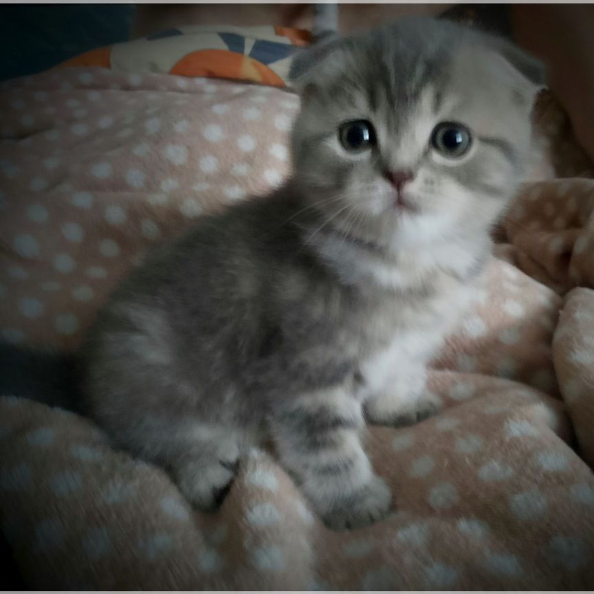 Шотландский вислоухий короткошёрстный котёнок