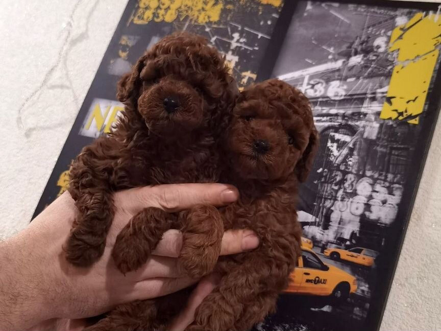 Мальтипу Тедди мини девочки и мальчик