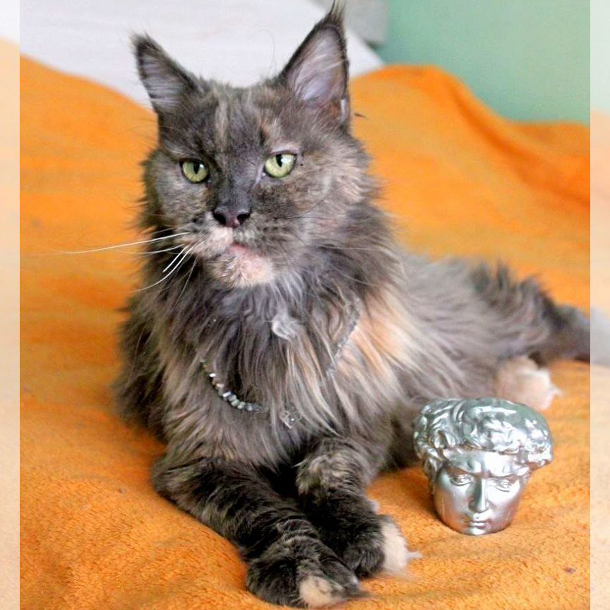 Мейн-кун, взрослая кошка