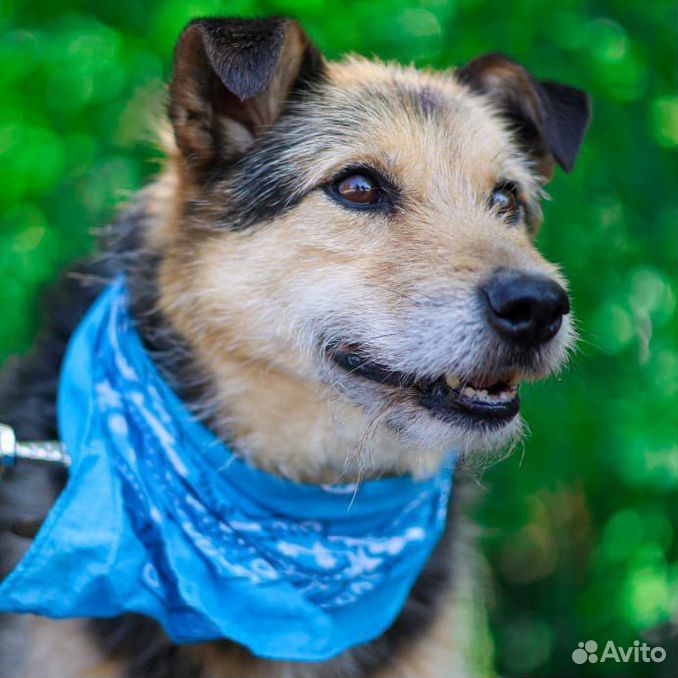 Собака Бредли спасите из приюта Некрасовка