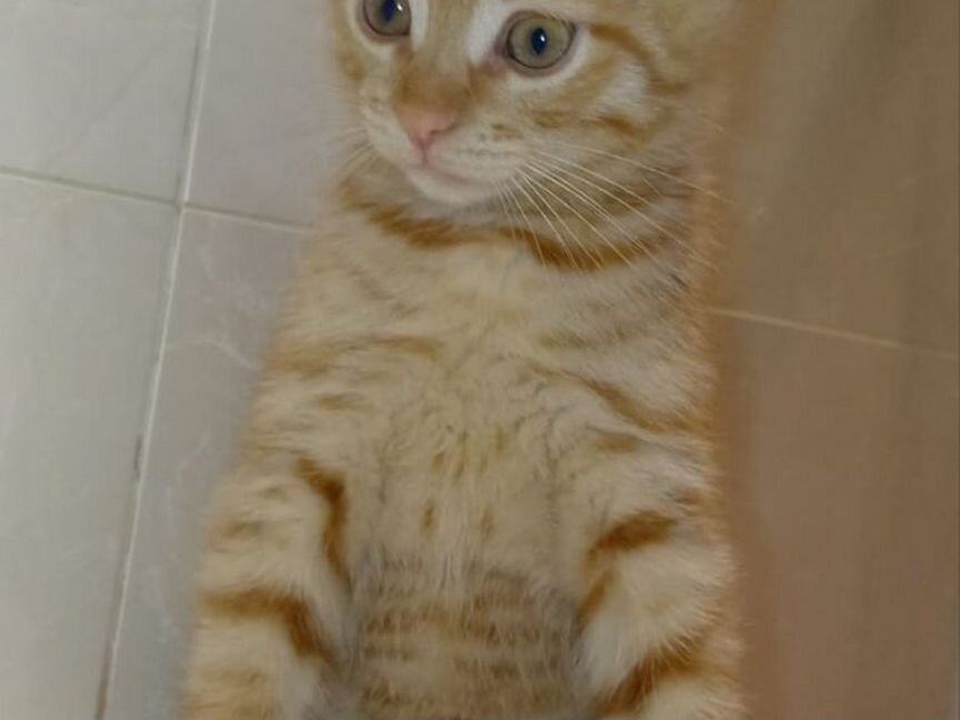 Котята, котенок, котик
