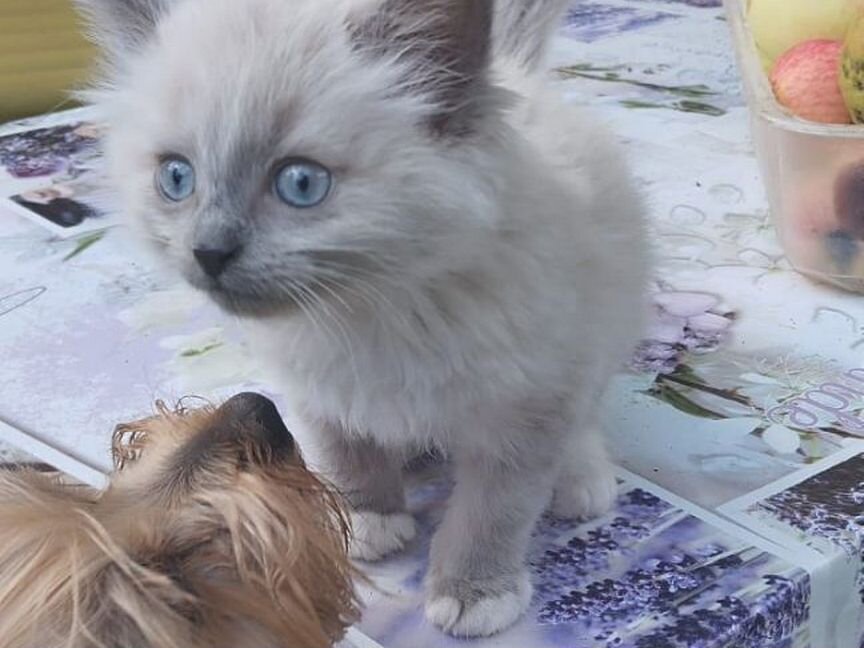 Котики бесплатно