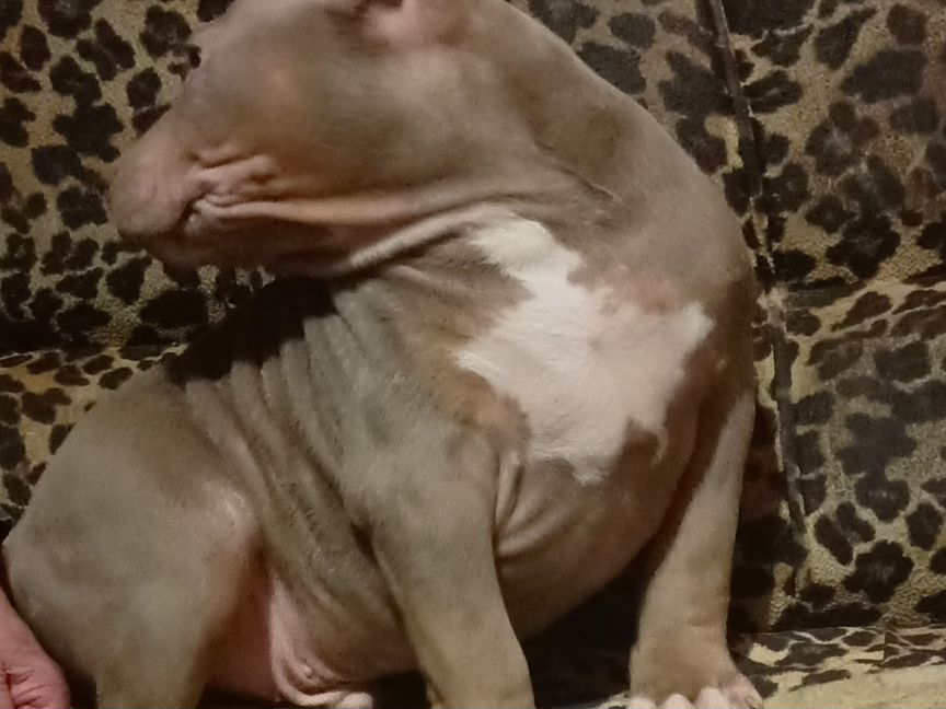 Американский булли,мальчик, стандарт