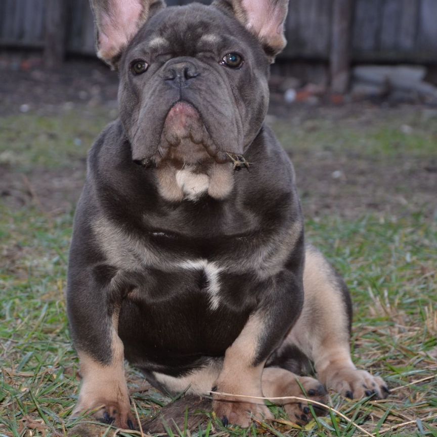 Шикарный парень французского бульдога