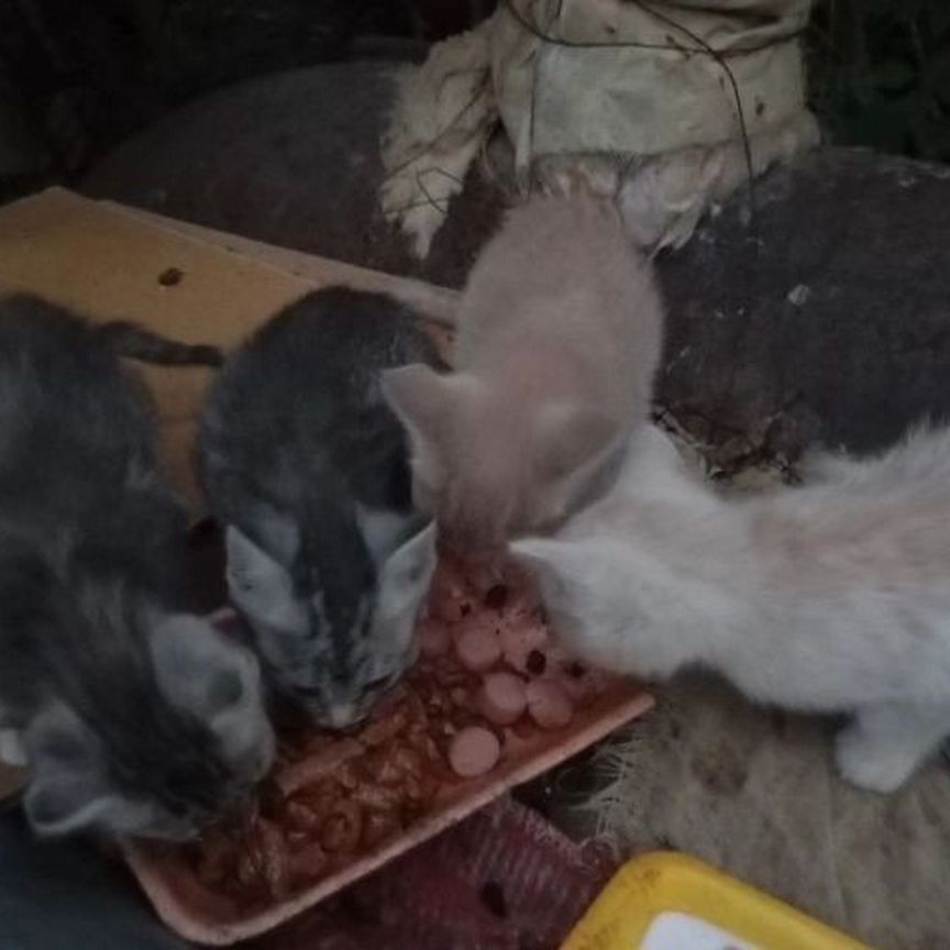 Помогите котятам