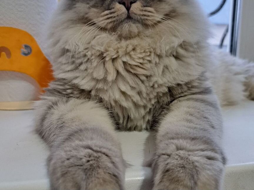 Кота в добрые руки