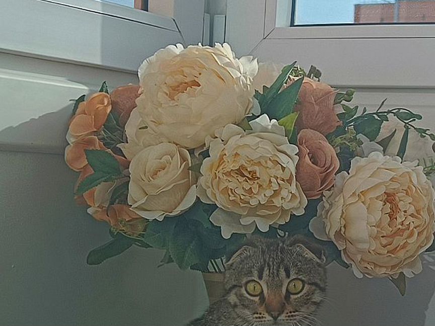 Котята шотландцы вислоухие