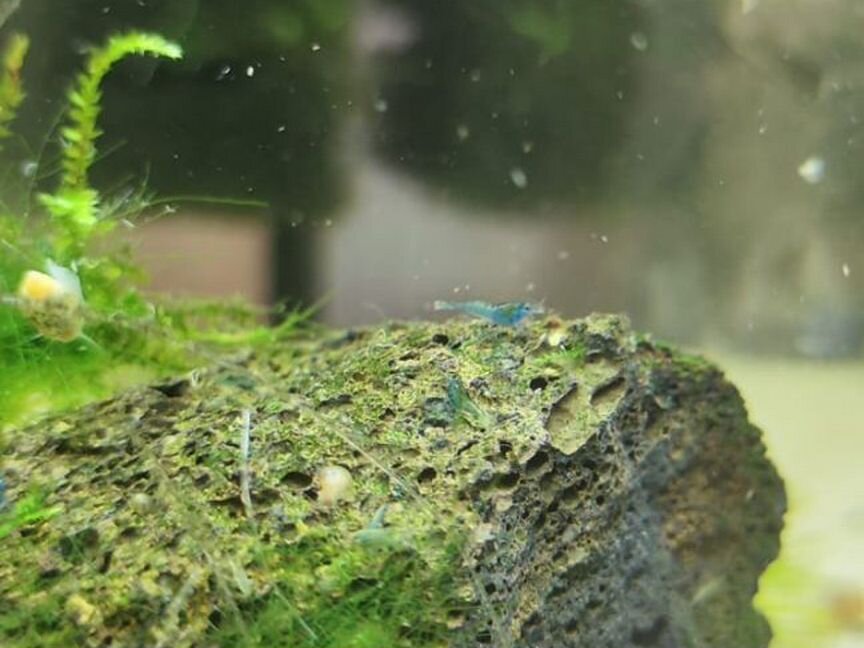 Креветки синие