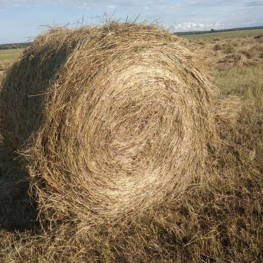 Сено в рулонах