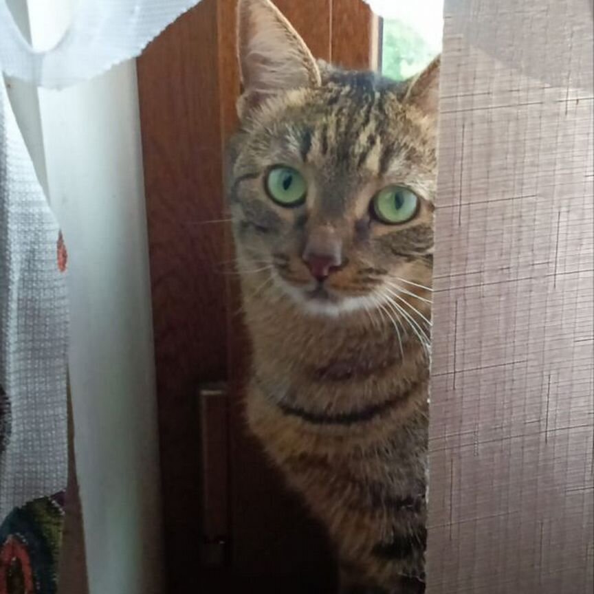 Отдам кошку в добрые руки