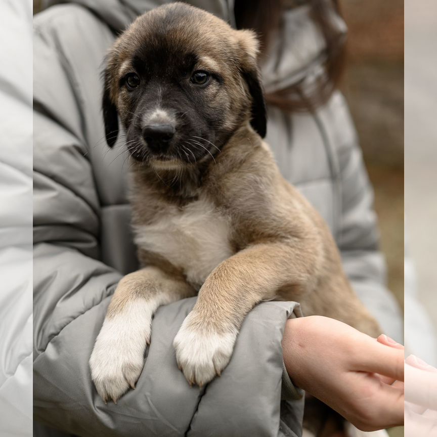 Анатолийская овчарка, щенок