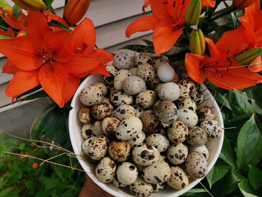 Яйца перепелиные