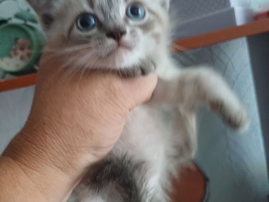 Славные котята от кошки невской маскарадной И брит