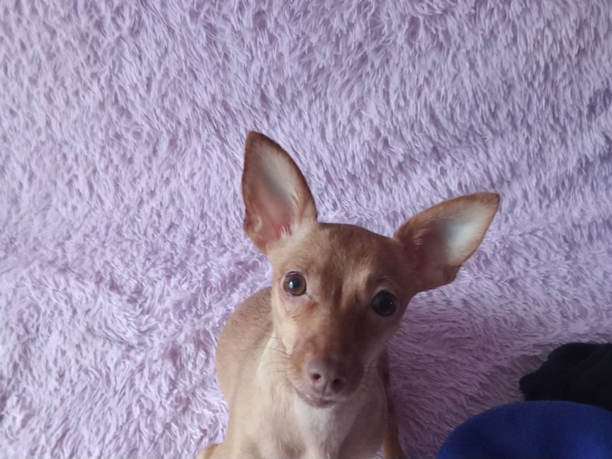 Одам тойчика в добрые руки