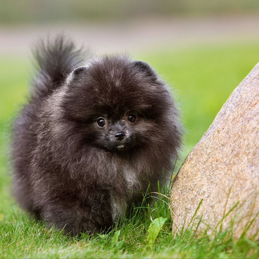 Померанец тигрового окраса, мальчик, 3 мес