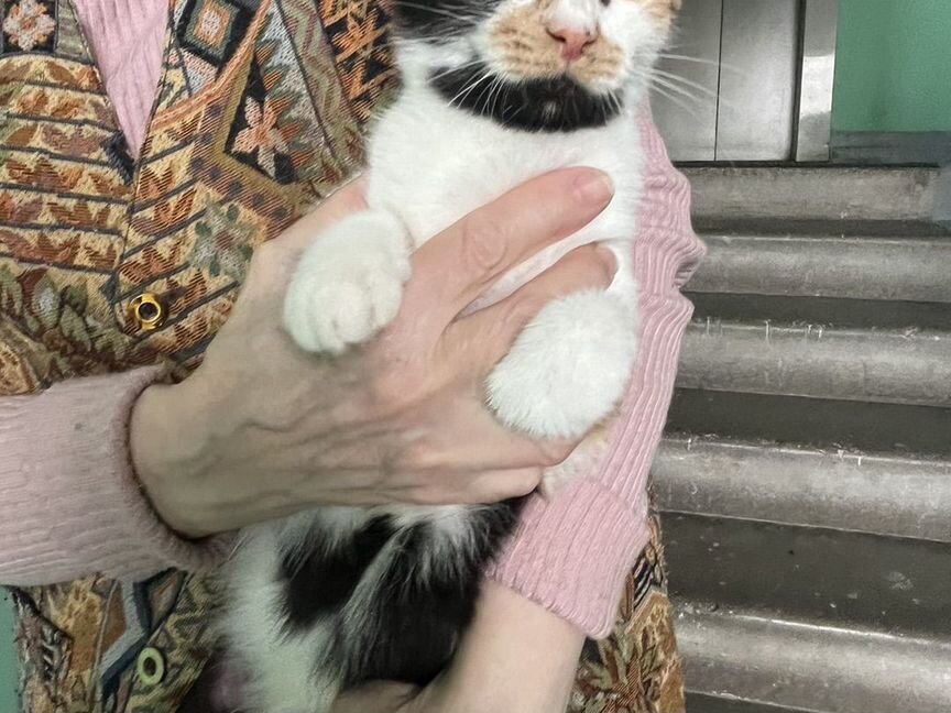 Трехцветная кошечка Джина