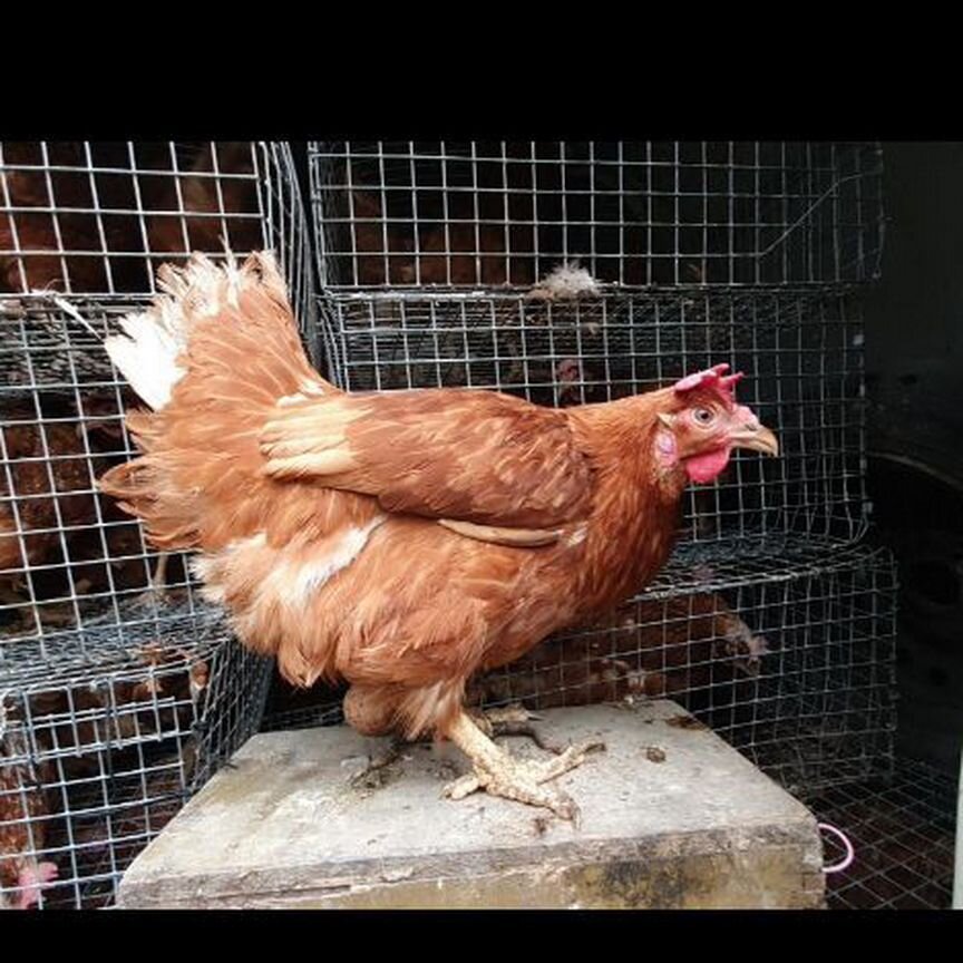 Куры несушки