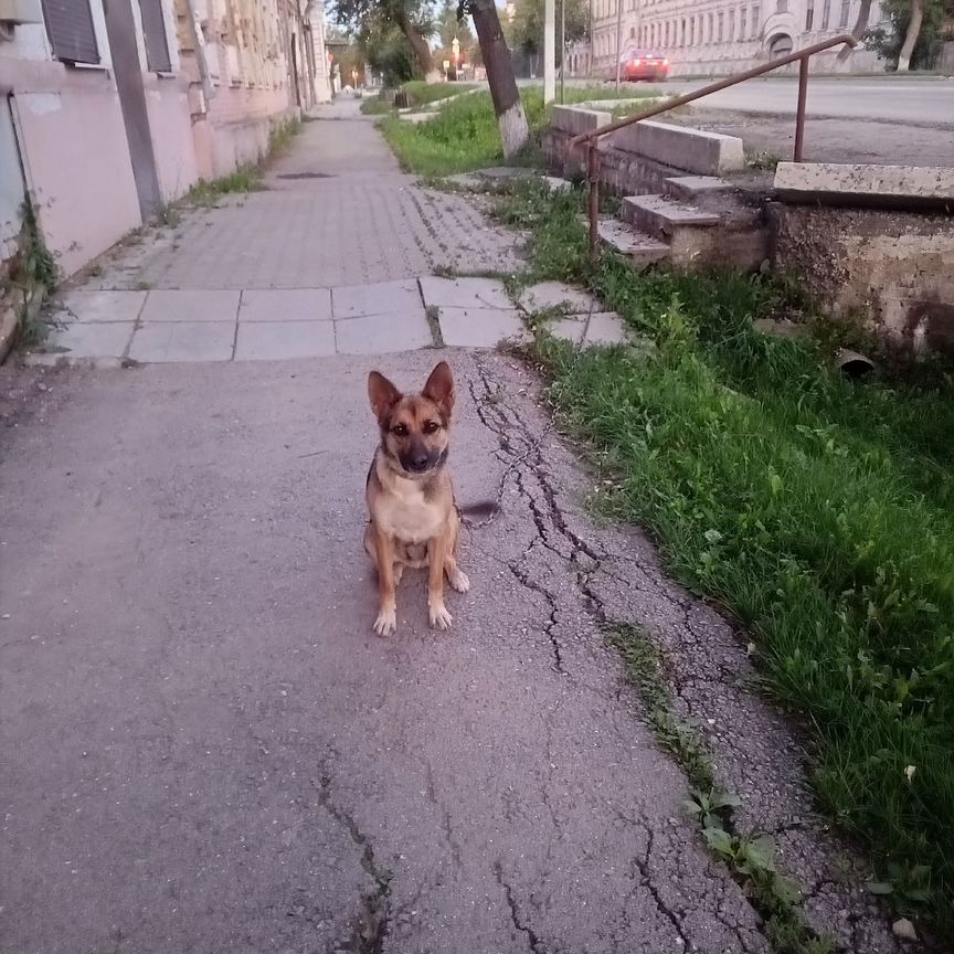 Отдам в добрые руки