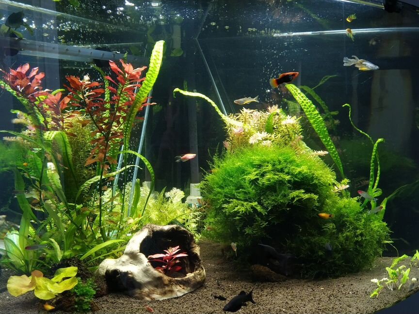 Пецилия микки маус малек