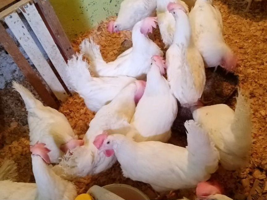 Куры несушки