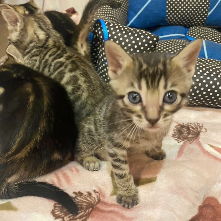 Бенгальские котята