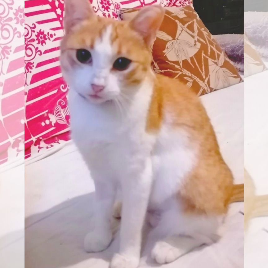 Красивая рыжуля в добрые руки