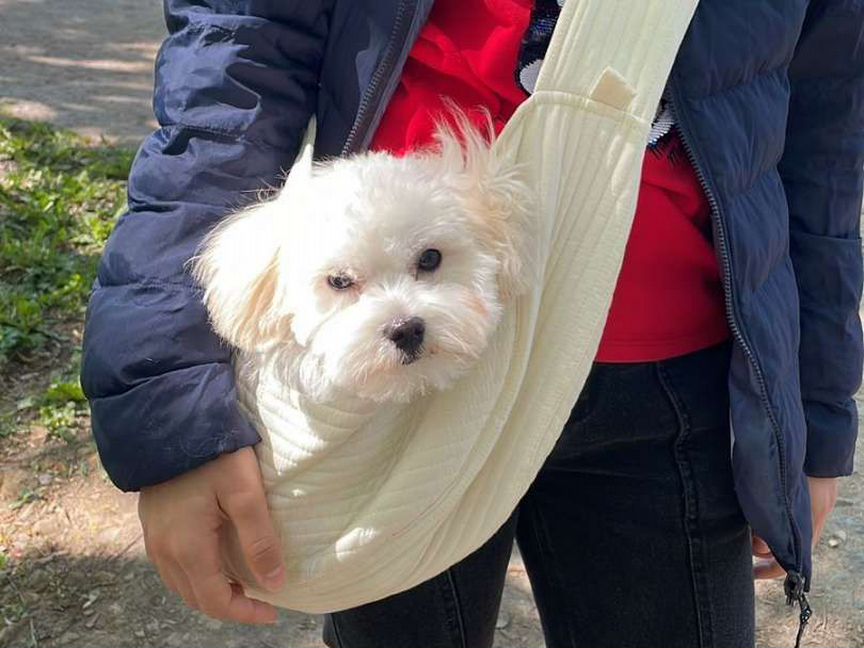 Сумка для собак