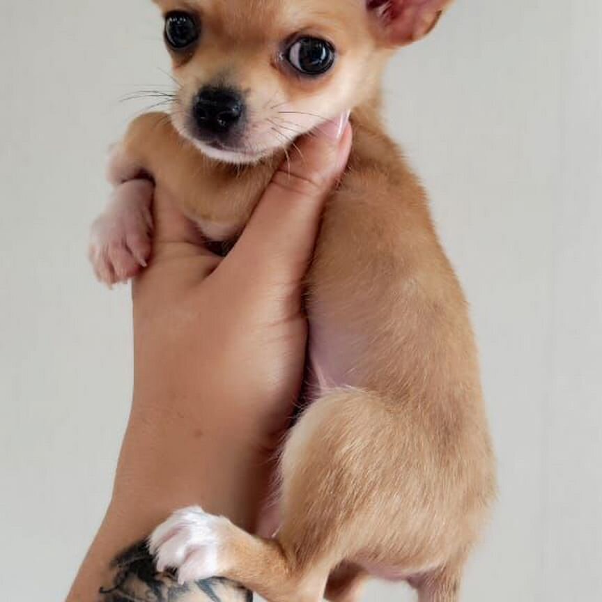 Миниатюрные чихуахуа