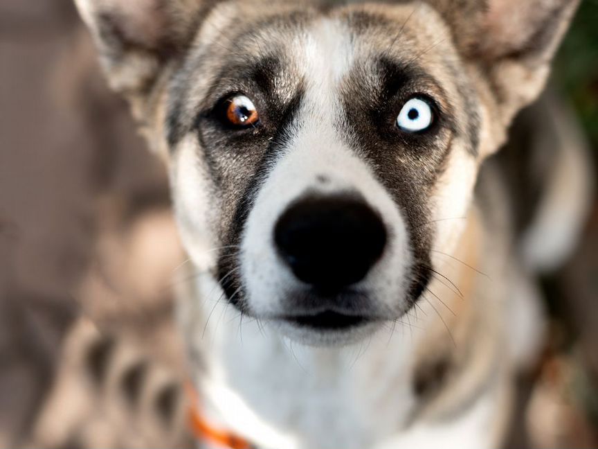 Жозефина метис хаски