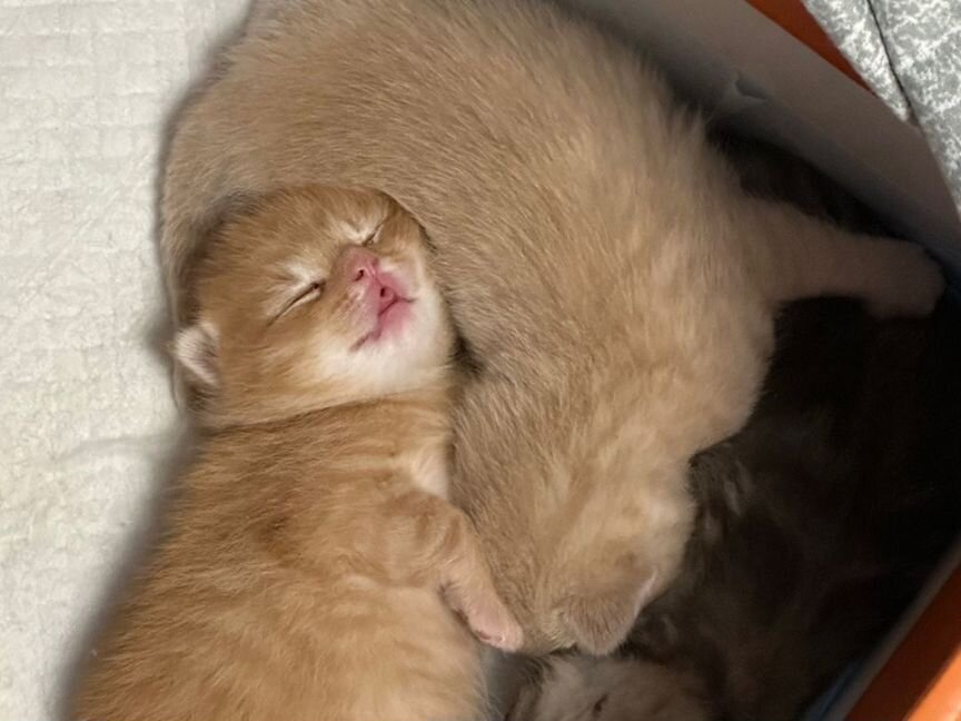 Шотландские котята