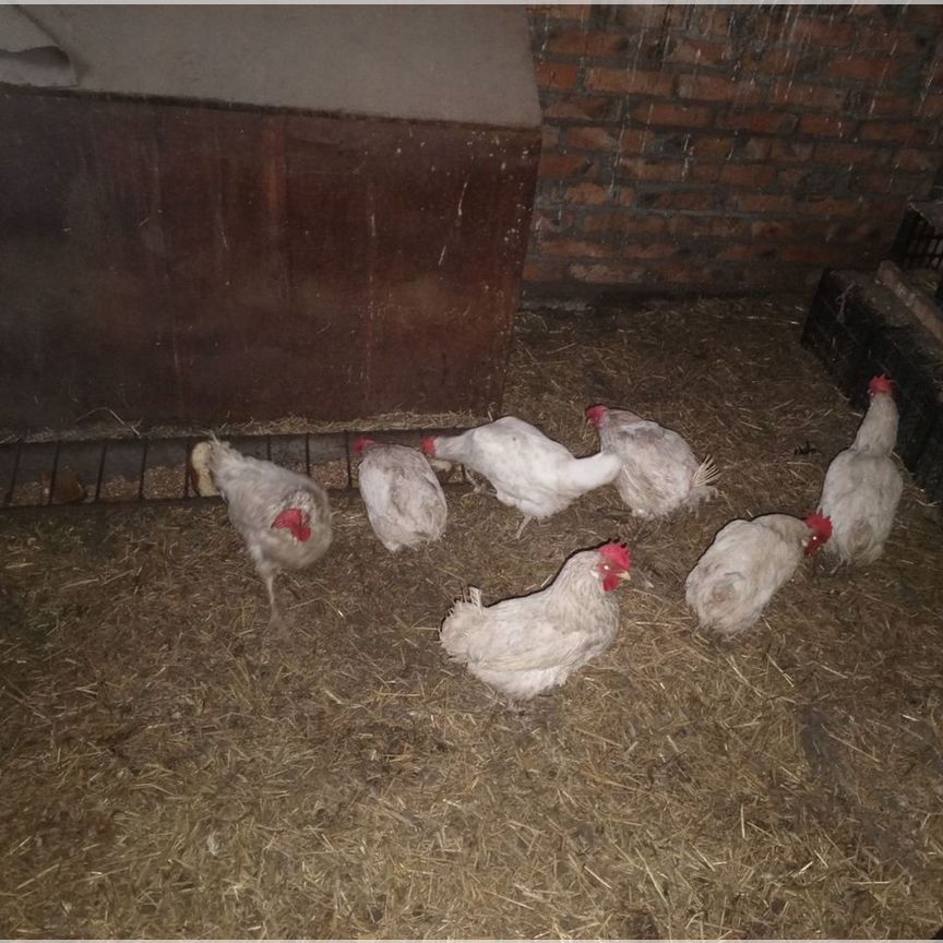 Куры несушки