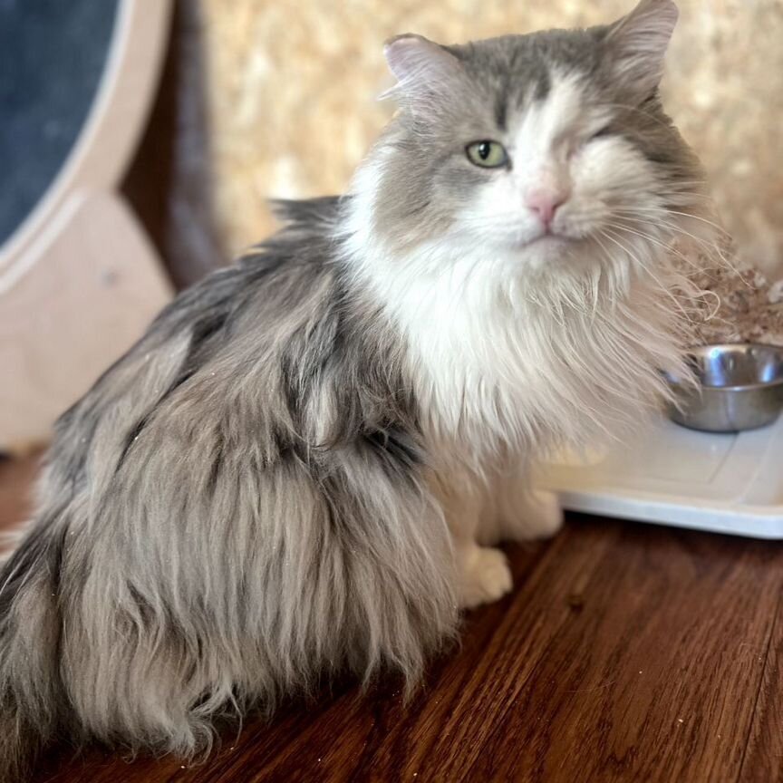 Котик из приюта