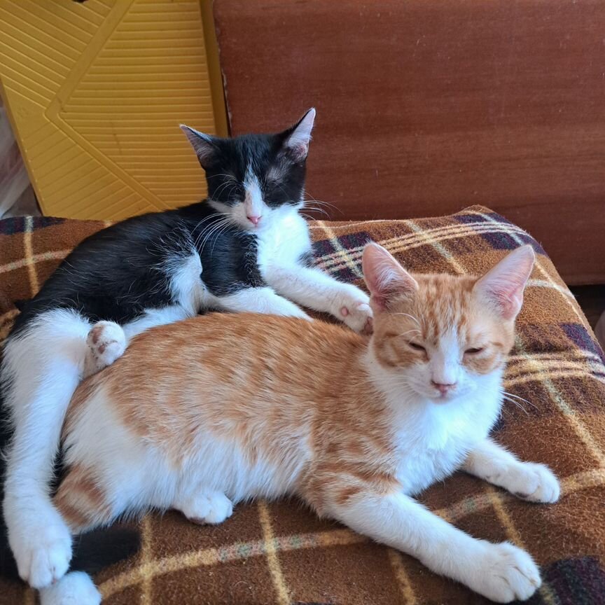 Котята в добрые руки приучены к лотку