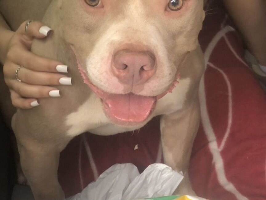 Американский булли стандарт кобель 1,5 года