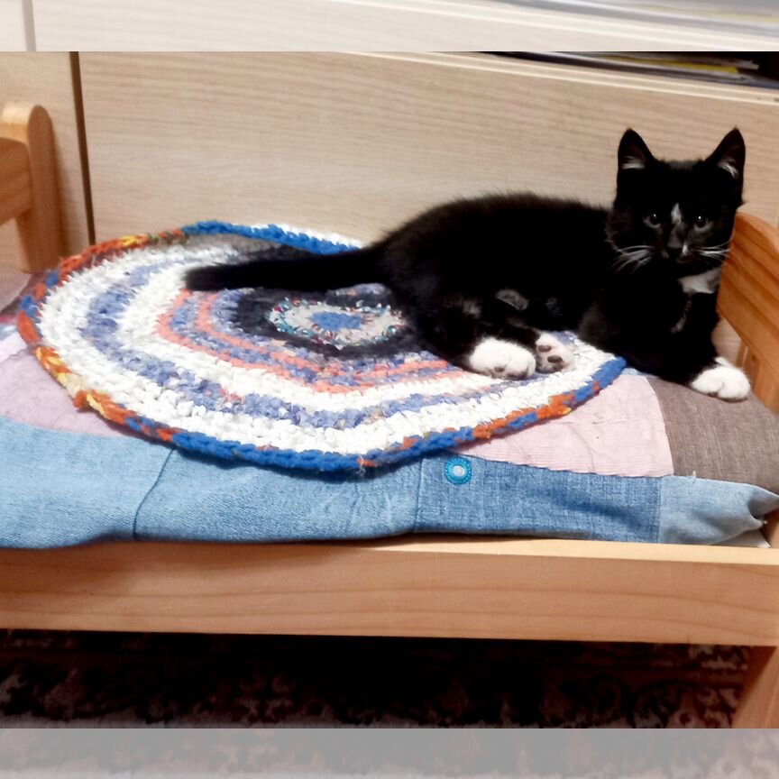 Котёнок в добрые руки