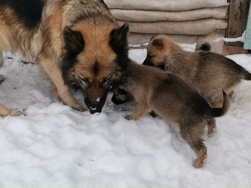 Щенки немецкой овчарки