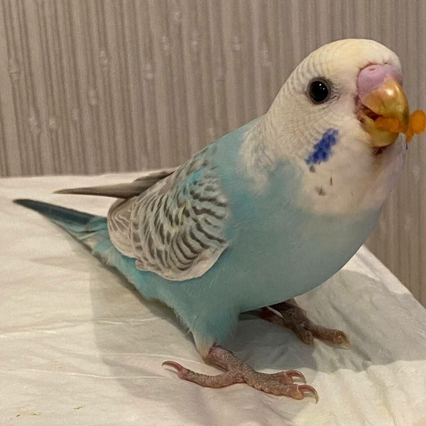 Птенцы чехи получехи