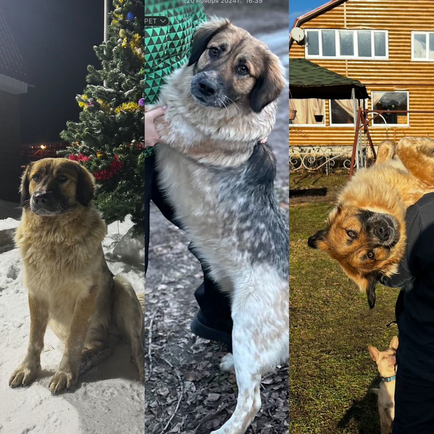 Собака потеряниус