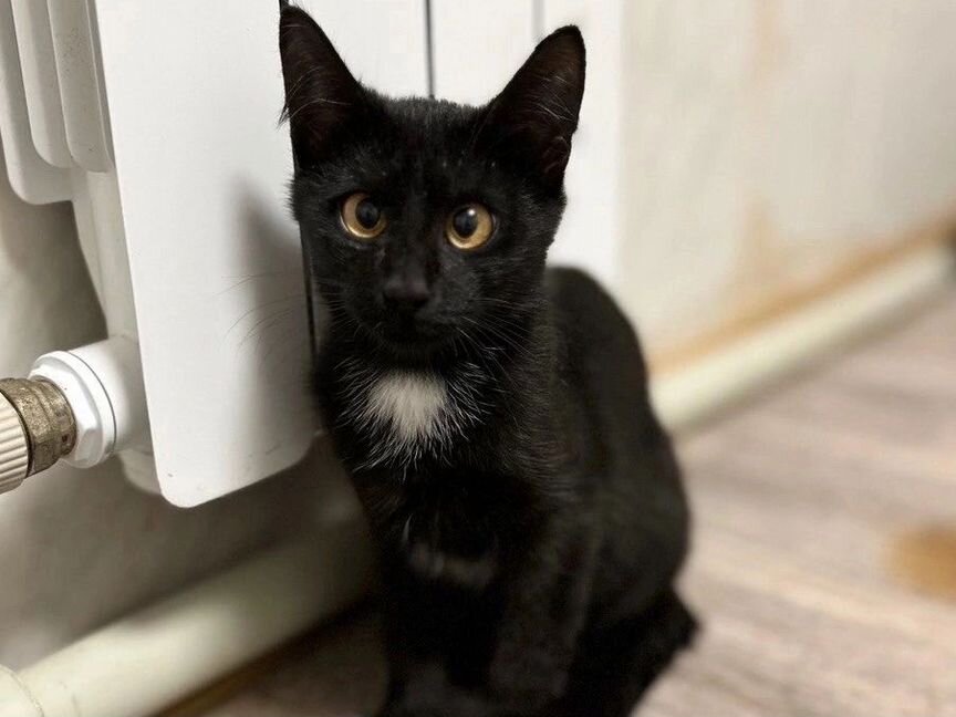Котёнок в добрые руки