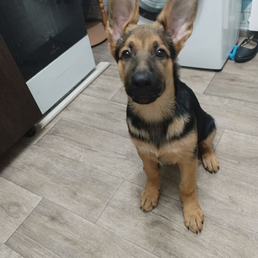 Немецкая овчарка