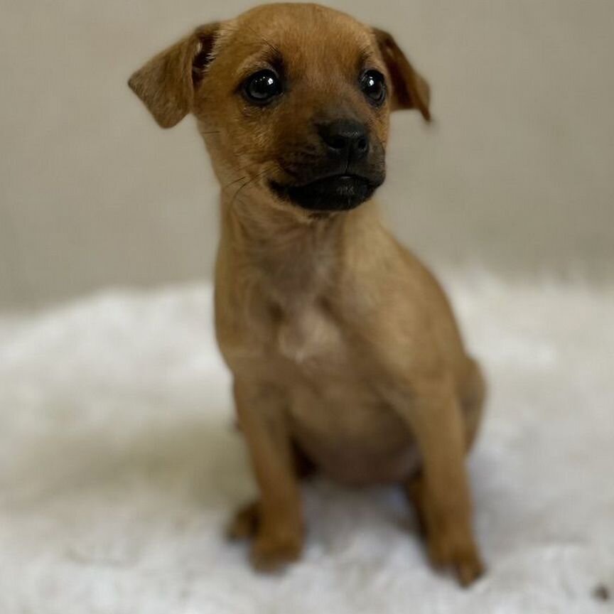 Мелкий гномик Боня в добрые ручки