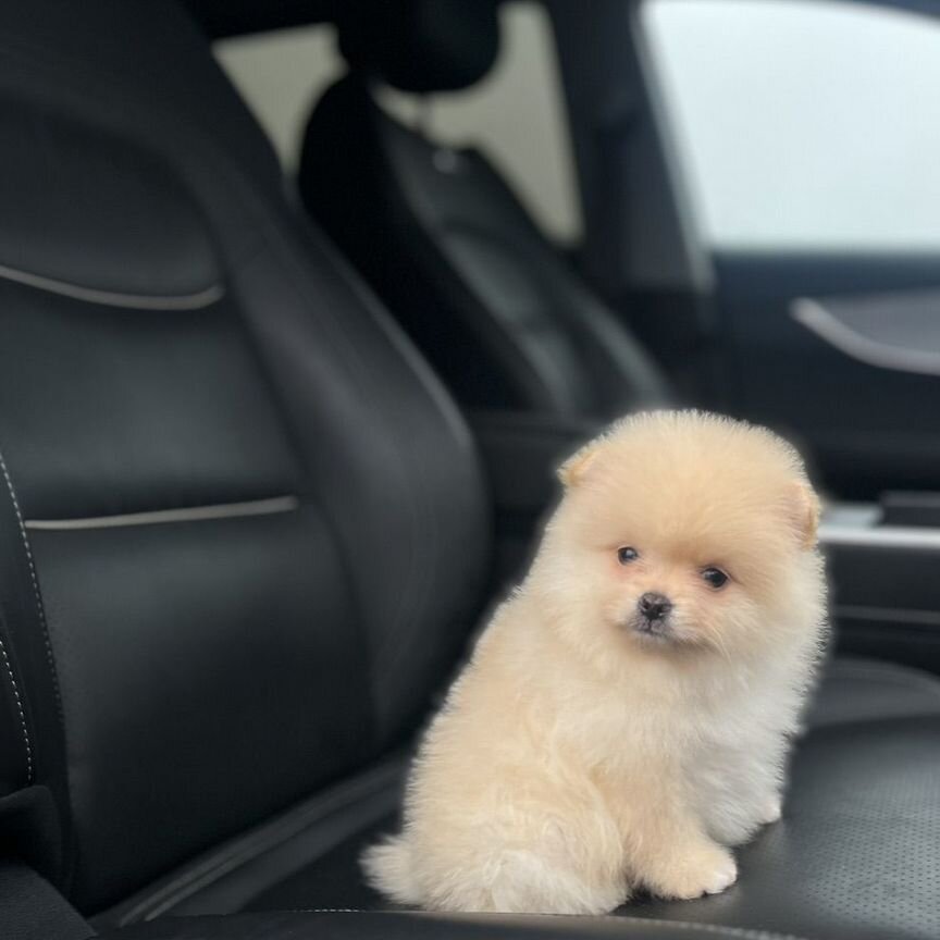 Померанский шпиц, щенок