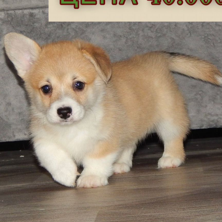 Вельш Корги Пемброк, щенок