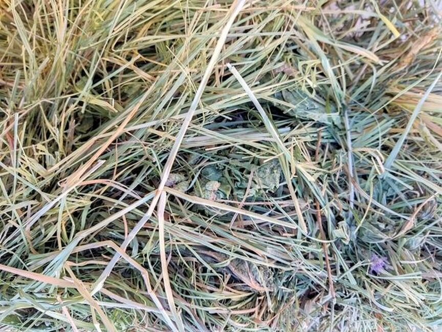 Сено и солома