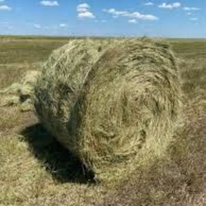 Сено солома в рулонах