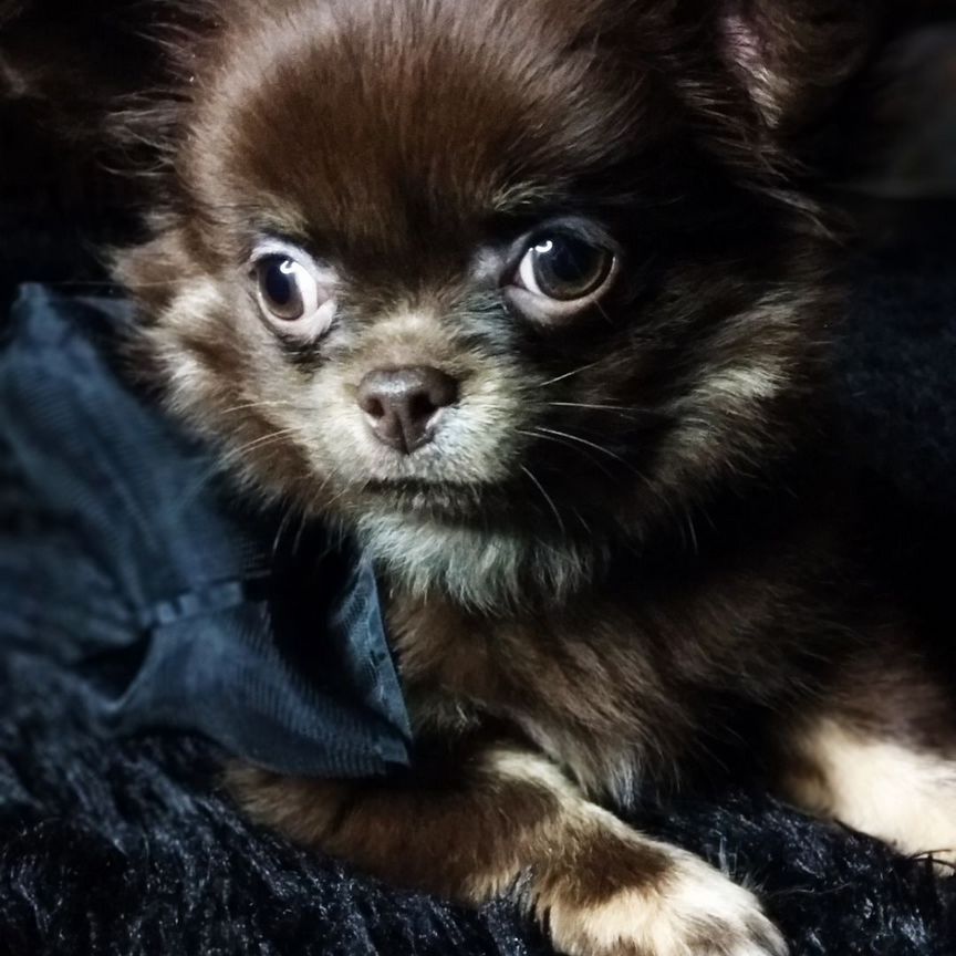 Чихуахуа мини