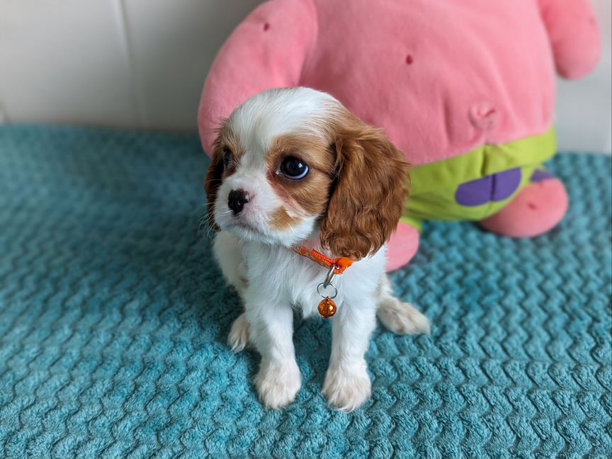 Мини Кавалер девочка с докум РКФ, есть гентесты