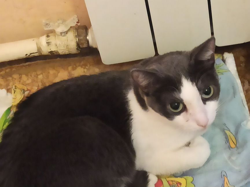 Кошки в добрые руки бесплатно