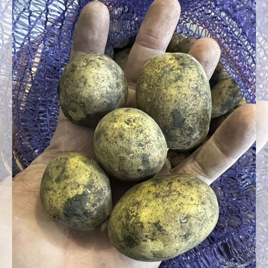 Картофель на корм скоту